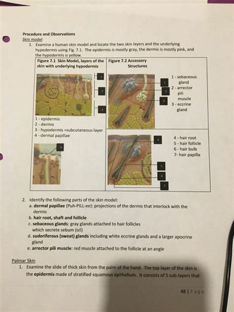 Solved LAB INTEGUMENTARY SYSTEM Introduction The Chegg Com