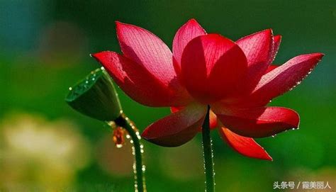 山青水秀霞光美花紅葉綠蒼穹藍 每日頭條