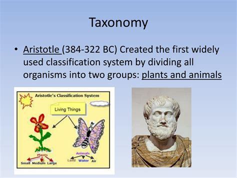 Ppt Systematics Taxonomy Classification Powerpoint Presentation