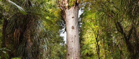Tāne Mahuta Lord Of The Forest