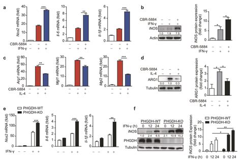 Nature子刊cmi丨丝氨酸代谢对巨噬细胞极化的调控作用 知乎
