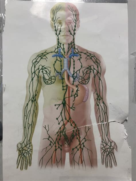 Lymphatic System Diagram Quizlet