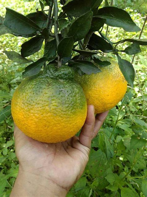 Tamora Unggul Nursery Wa 082167783577 Jeruk Dekopon