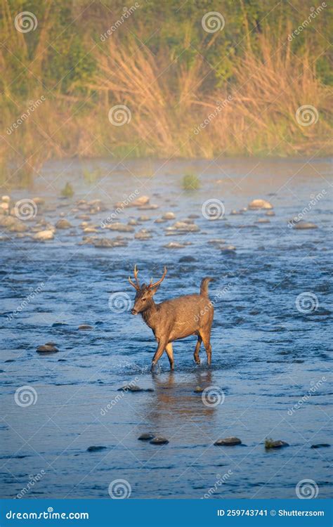 A Young Male Sambar Walks Through The Ramganga River With Mist Rising