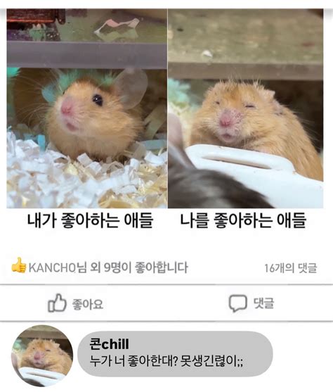 몽칸쵸네 과자가게 좃뺑이 친다 너는 친구도 아니다 • • • • 강아쮜 마우스 팬더마우스 팬시마우스 쥐스타그램 쮜스타그램 쥐키우기 쥐 마우스키우기