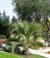 Types Of Palm Trees