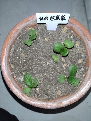 Ige Tohoku Ac Jp Prg Watanabe As Vegetable2022 Assets C 2022