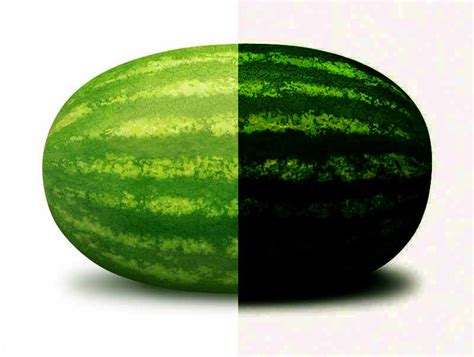 File Watermelon  Voyeurwebs Wiki About Sex