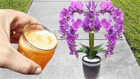 Usa este amado ingrediente para que las orquídeas de tu hogar florezcan en un abrir y cerrar de