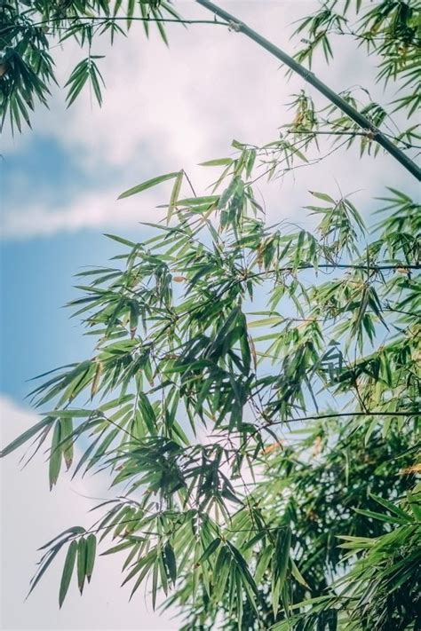 The Sustainability Of Bamboo A Comprehensive Guide