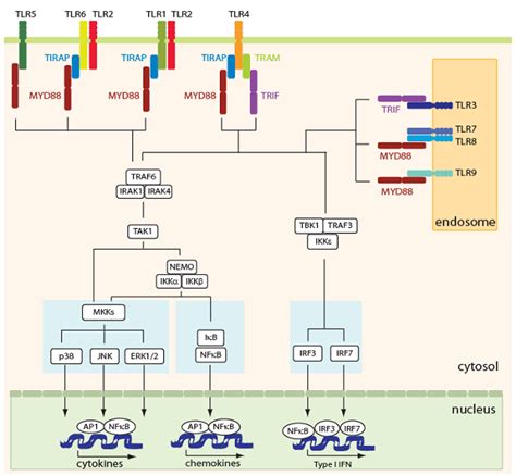 Pattern Recognition Receptors Prrs Toll Like Receptors British