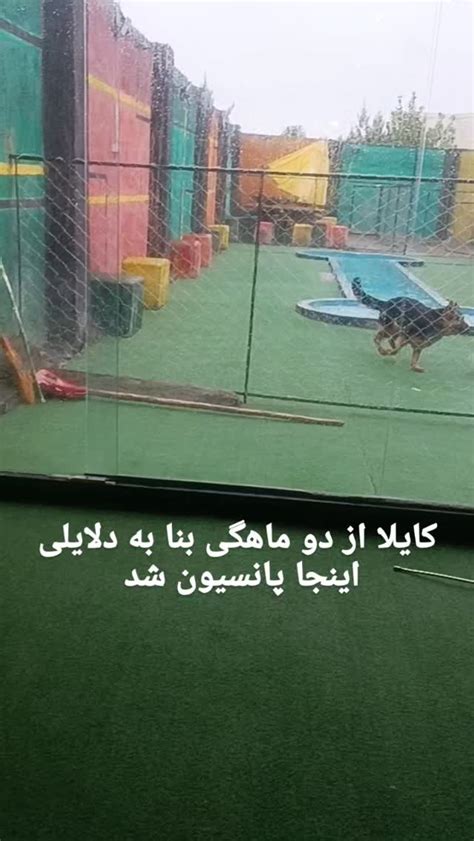 ‎پانسیون سگ مشهد‎ ‎هتل پانسیون سوئیت پت نقطه ی ِ امن ِ آسایش ِ شماست