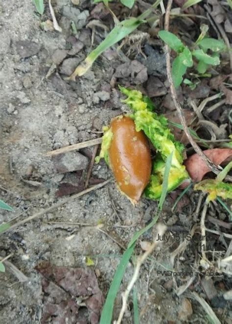 Mahua Tree The ‘kalpavriksh Of Indian Deciduous Forests Causes Of