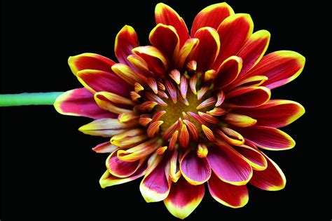 Chrysanthemum Flower Meaning Symbolic Roots Eternity Flower®