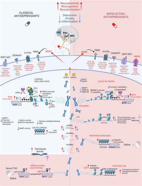 速效抗抑郁药的表观遗传机制translational Psychiatry X Mol