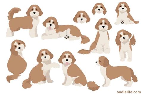 How To Draw A Cavapoo Puppy Steps And Video Oodle Life