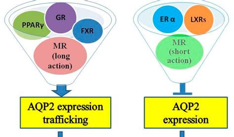 Activating Fxr And Lxr For Fun And Health R Dryfasting