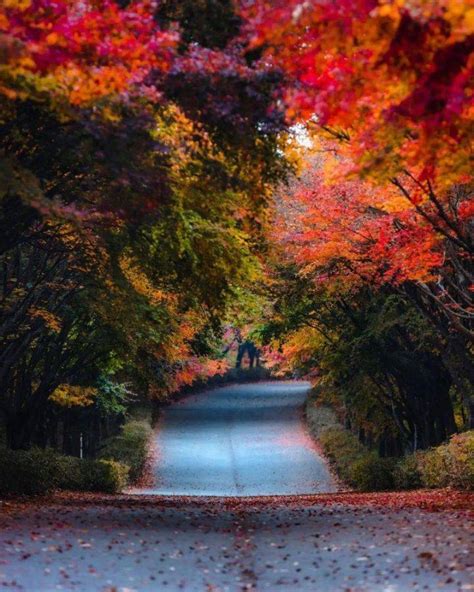 외국인들이 찍은 한국 가을 풍경 인스티즈instiz 이슈 카테고리