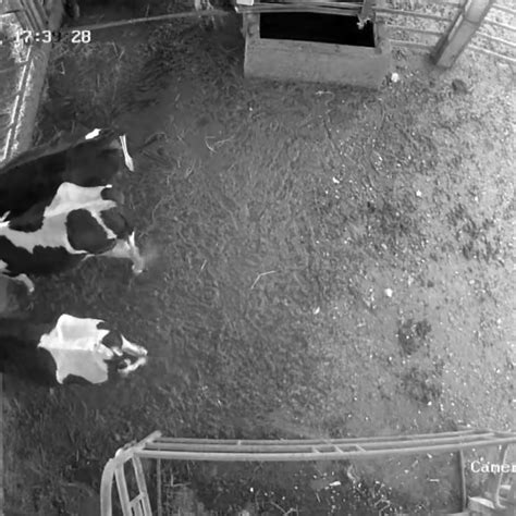 Cow Name Label A02 Object Detection Dataset By Cowlabela02