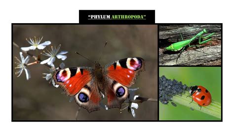 Phylum Arthropoda Characteristics Classification And Its