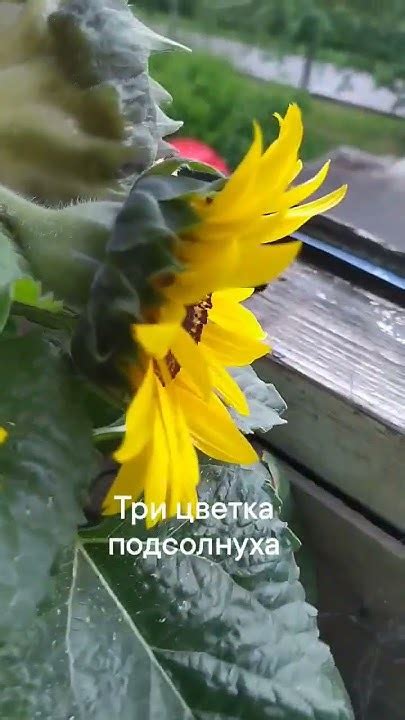 Три цветка подсолнуха Youtube
