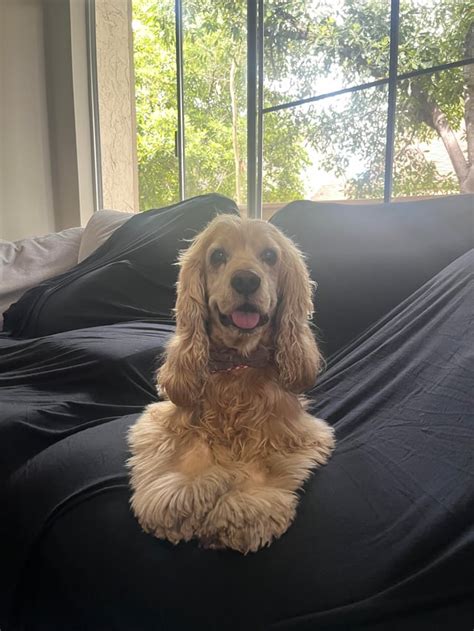 What Kind Of Cocker Spaniel Is My Lucas Rcockerspaniel