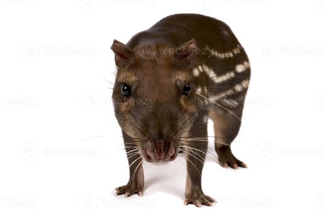 Lowland Paca Cuniculus Paca 2379245 Stock Photo At Vecteezy