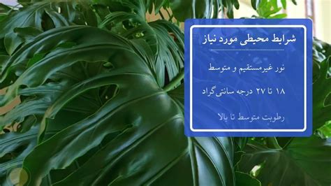 معرفی گیاه برگ انجیری نگهداری آسان با ویدیو زیبا و موسیقی زیبا نماشا