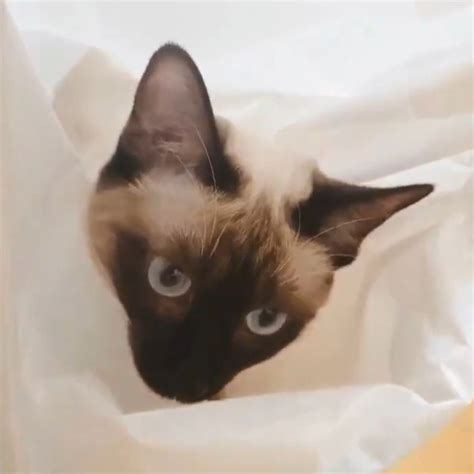 [잡담] 이 고양이 진짜 미묘지 않아 특히 눈이 ㄹㅇ 보석임 인스티즈 Instiz 연예 카테고리