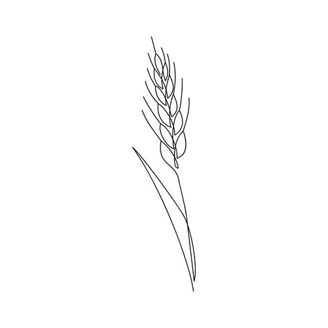 Whole Wheat Drawing