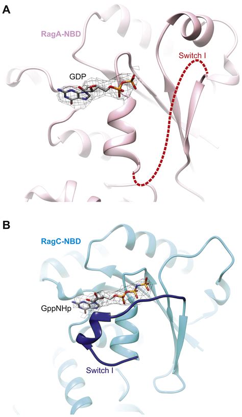 Cryo Em Structure Of The Human Flcn Fnip2 Rag Ragulator Complex Cell