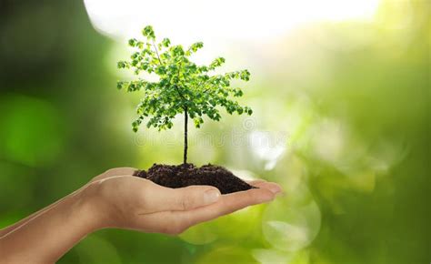 Woman Holding Pile Of Soil With Small Tree On Blurred Green Background Closeup Eco Friendly