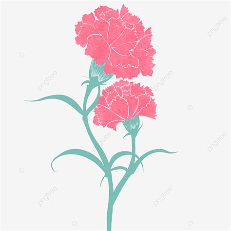Pink Carnation Png Image Carnation Bouquet Mothers Day Pink Pink