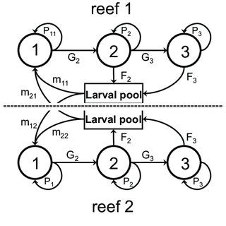 A Life Cycle Graph Depicting The Spatially Explicit Size Structured Download Scientific