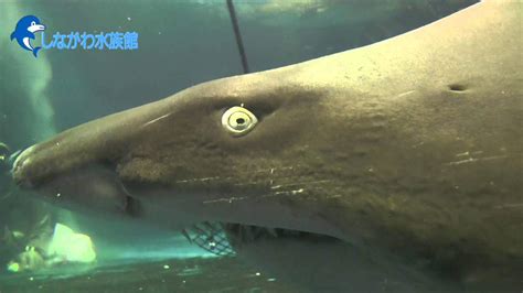 鮫サメの水槽を掃除してみたしながわ水族館 動物犬猫 他色々まとめ動画