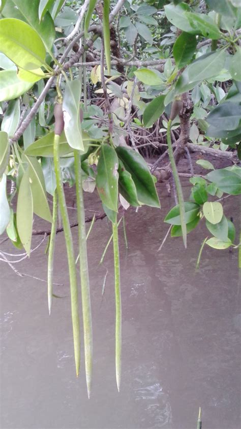 Mysterious Mangrove Junglewalla Tours