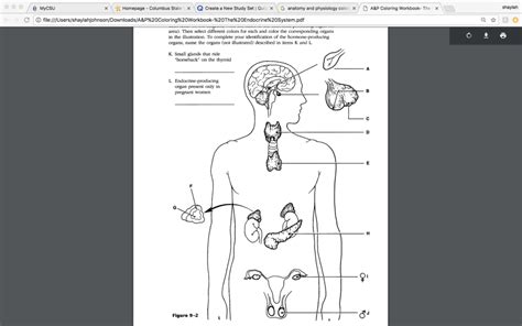 Endocrine System Diagram Quizlet