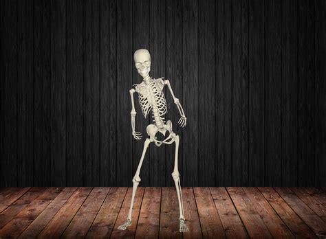 Skeleton Free Stock Photo Public Domain Pictures