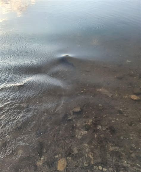 ИА ИАРА Изпълнителна агенция по рибарство и аквакултури