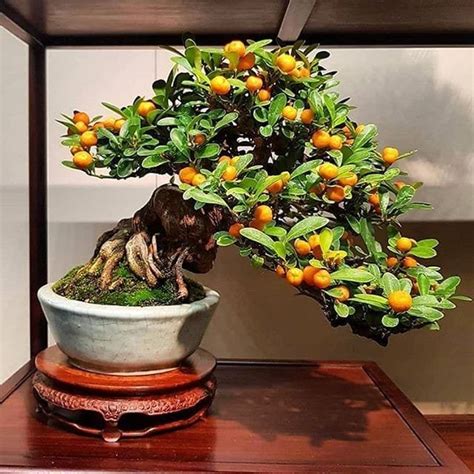 Best Bonsai Pruning Kit Bonsai Tree Gardener