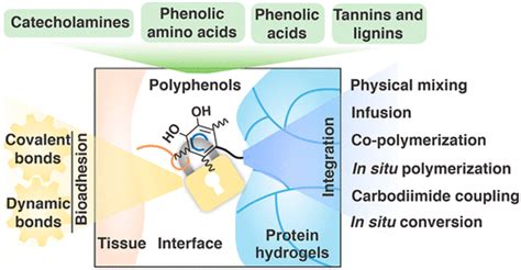 Polyphenolic Gelatin Based Bioadhesives Accounts Of Materials Research