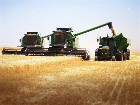 Suben Proyección De Producción De Trigo A 17 Millones De Toneladas En
