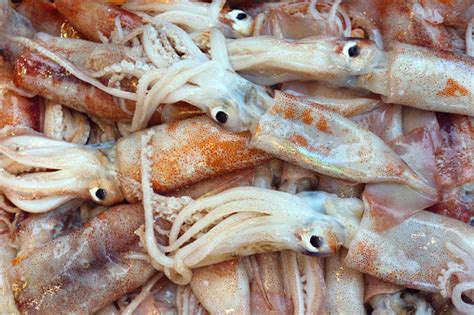 イカのアニサキスの見つけ方は沖漬けや一夜干しでは大丈夫他の寄生虫は お役立ち！季節の耳より情報局