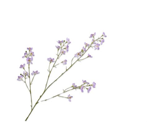 Delphinium Tak Lila 81 Cm