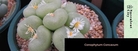 Conophytum Genus Succulent City