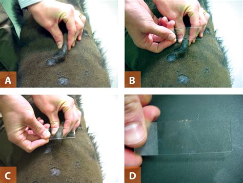 Skin Scraping Diagnostic Test At Thomas Jackson Blog