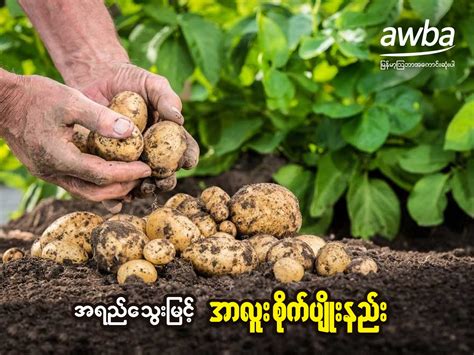 Myanma Awba အရည်သွေးမြင့် အားလူးစိုက်ပျိုးနည်း 🥔🥔🥔