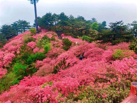麻城龟峰山景区官方网站——中华长寿山，世界杜鹃园 龟峰山
