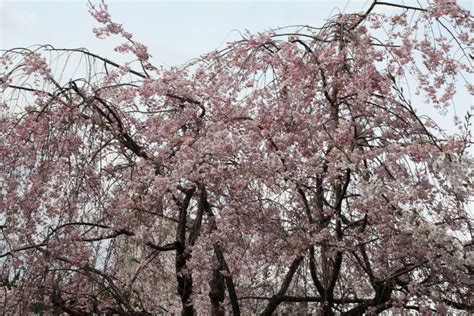 長居公園のシダレザクラ 季節の花々