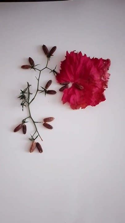 природные красоты 🦋 Youtube